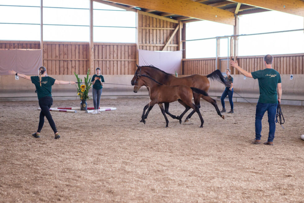 Gestüt Rhön • Jonathan Marquardt Ausbildung